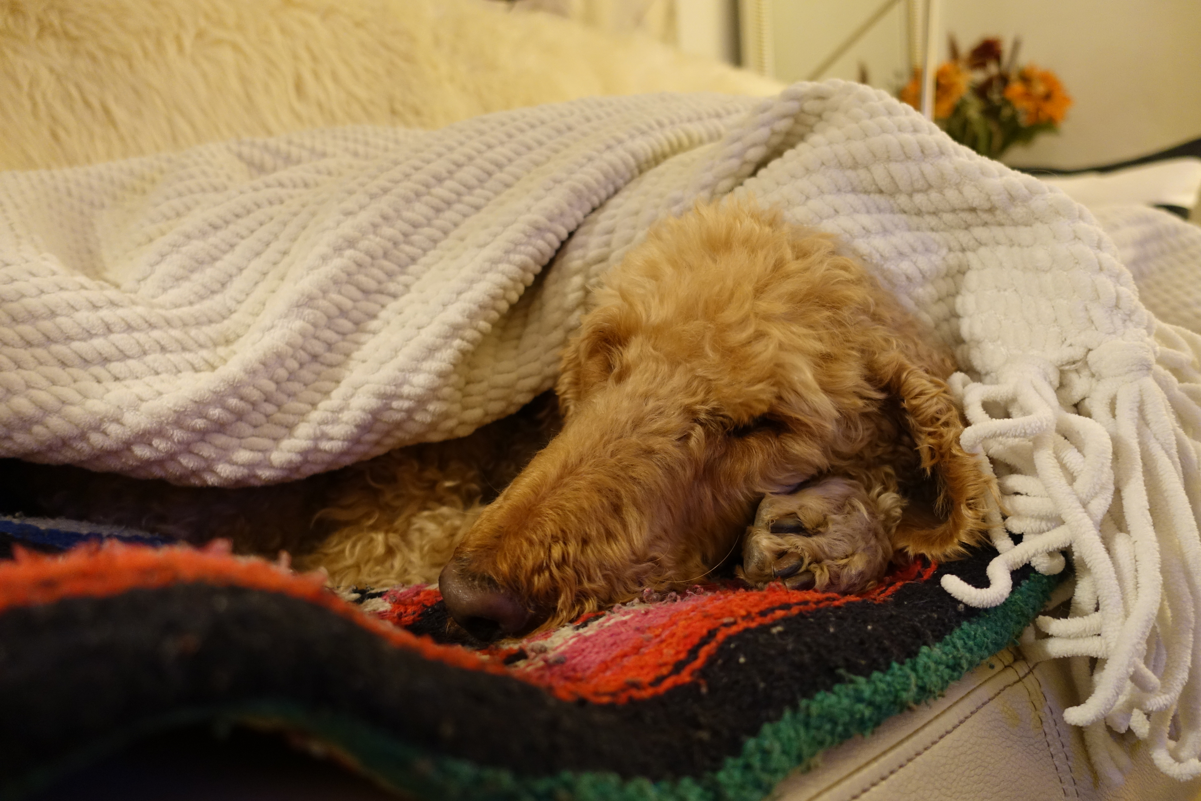 When did my dog turn into a wuss? – Tails Around the Ranch