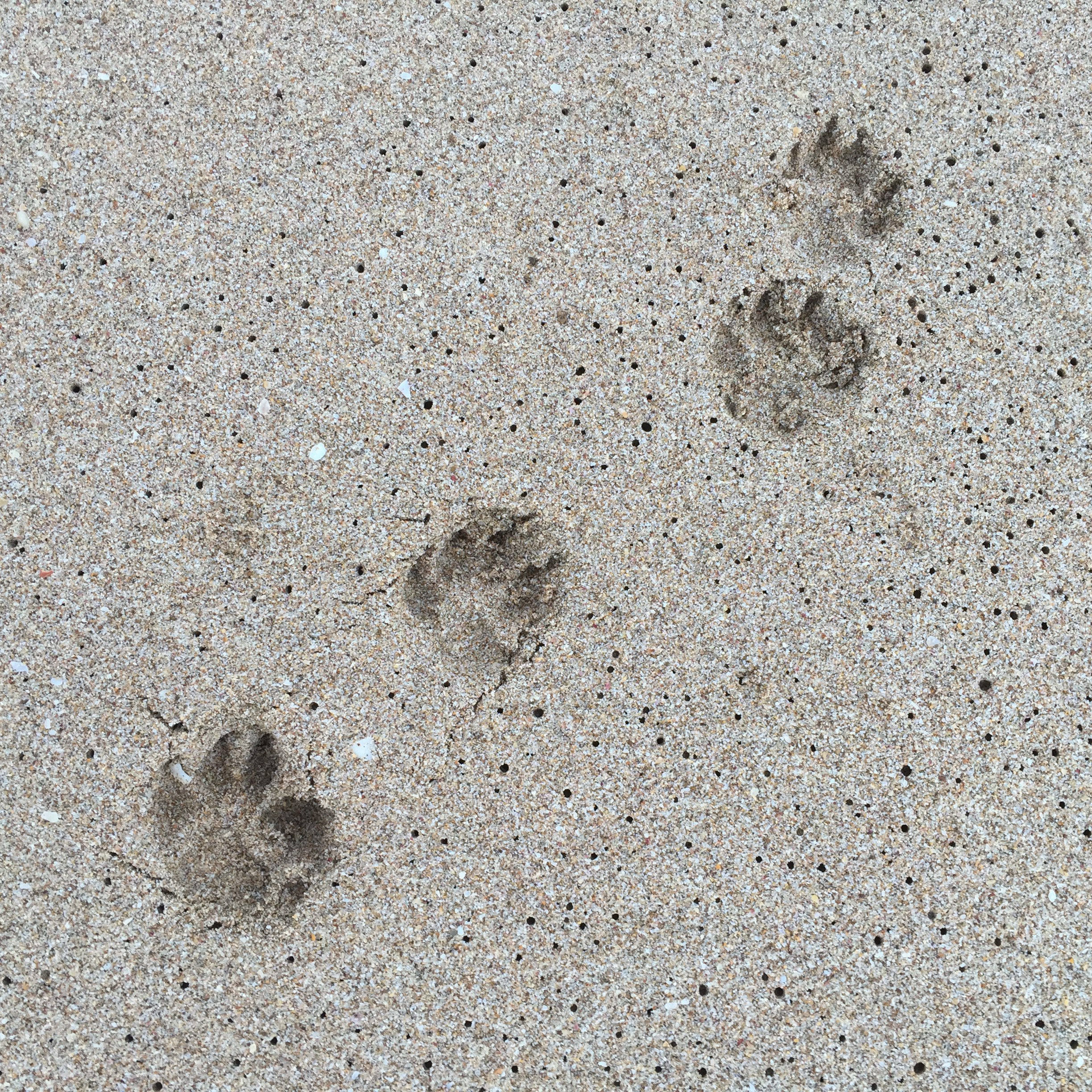 A Midweek Introduction – Tails Around the Ranch