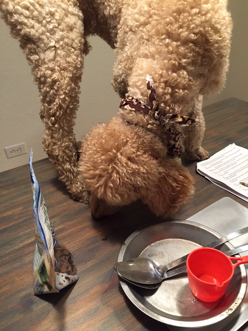 Doglish 101 – Tails Around the Ranch