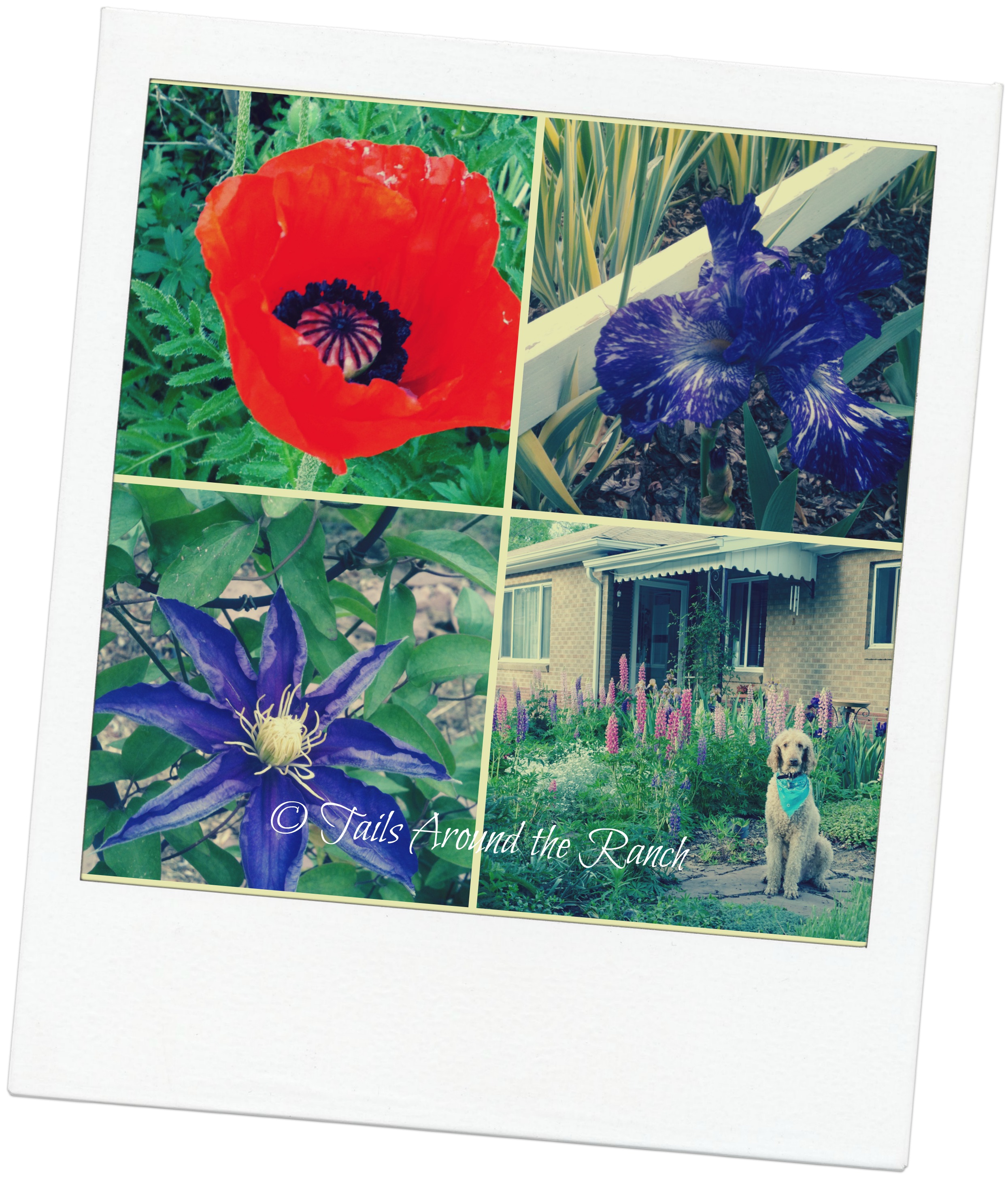 Flowers for Dory ~ A Tribute – Tails Around the Ranch