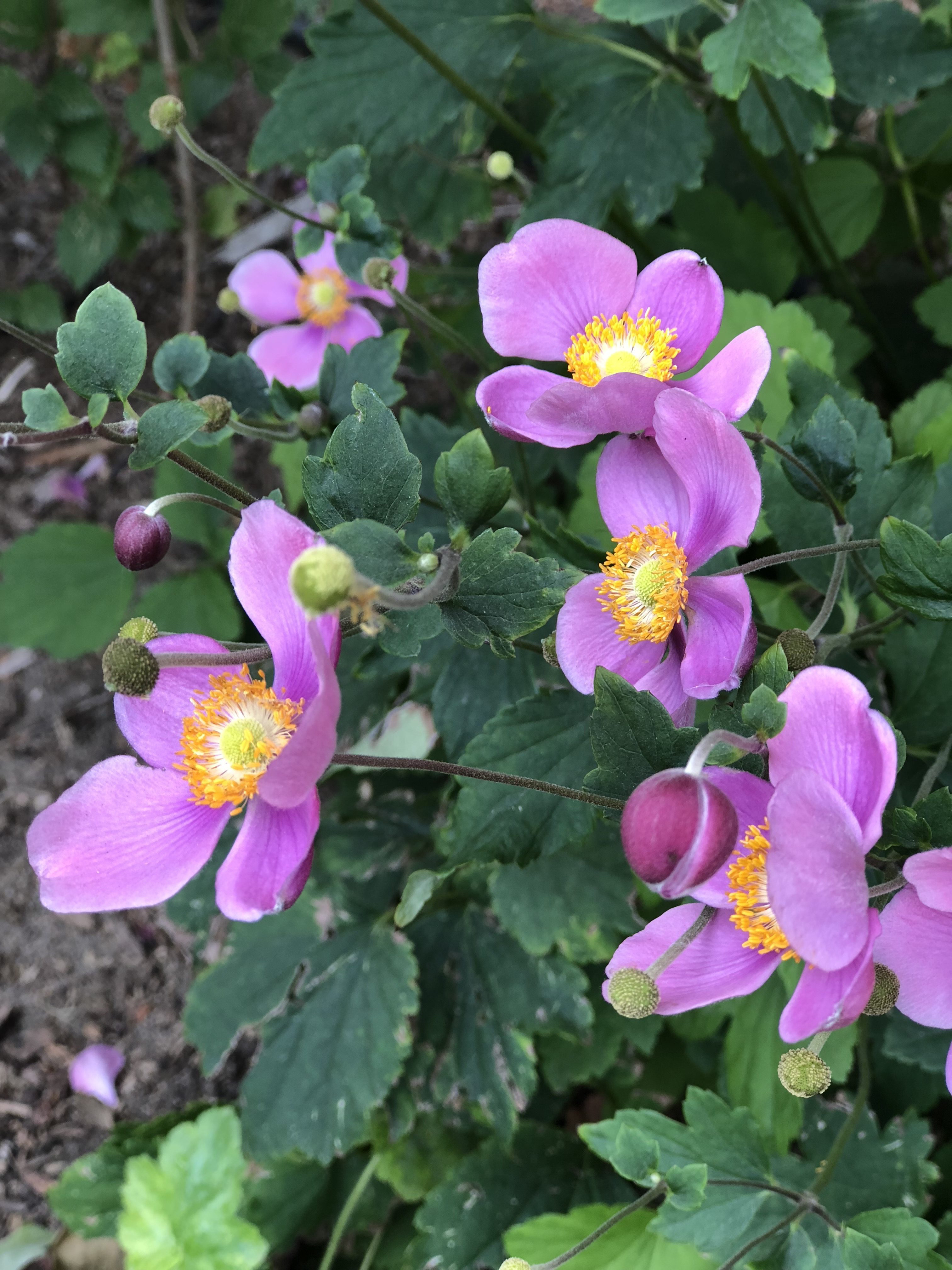 Flower Friday ~ October 5, 2018 – Tails Around the Ranch