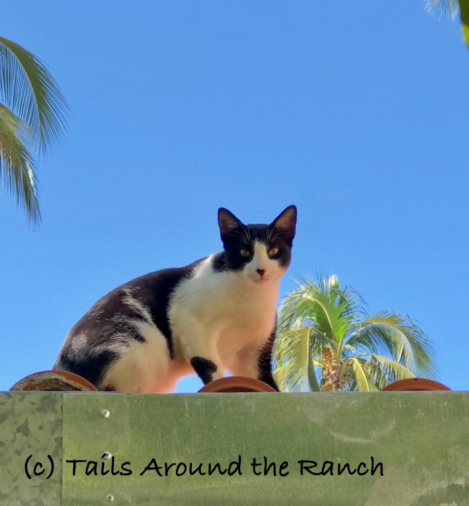 Did You Know ~ Essential Oils and Cats – Tails Around the Ranch
