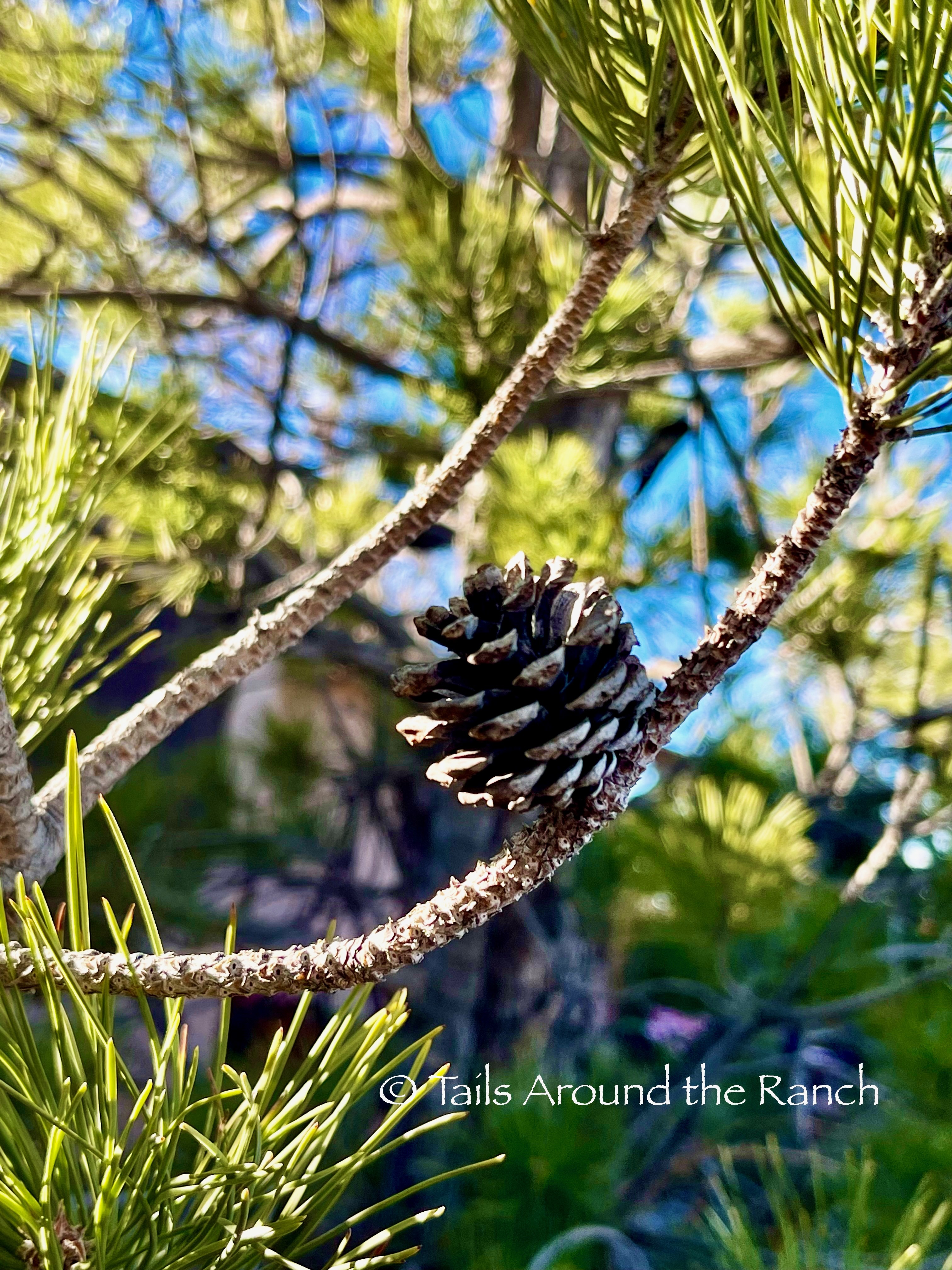 Nature Friday ~ St. Patrick’s Day Edition 2023 – Tails Around the Ranch