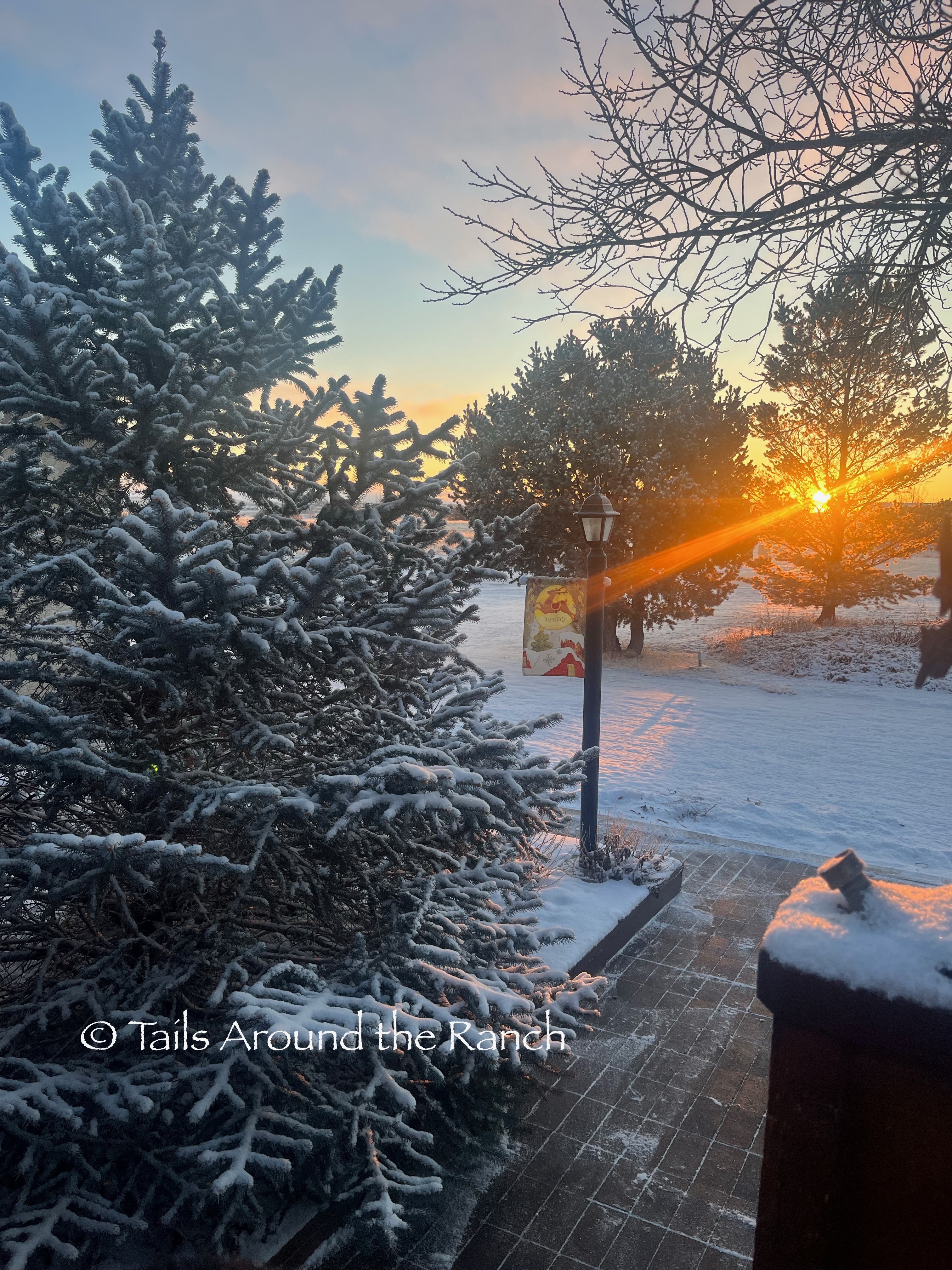 Nature Friday ~ December 29, 2023 – Tails Around the Ranch